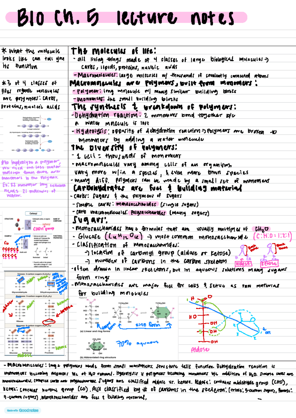 Bio 1305 Chapter 5 Lecture Notes on Biological Molecules and Functions ...