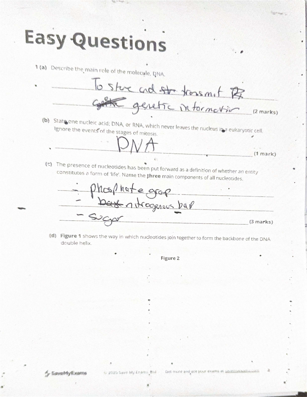Nucleic Acids Homework: Understanding DNA Structure and Function - Studocu