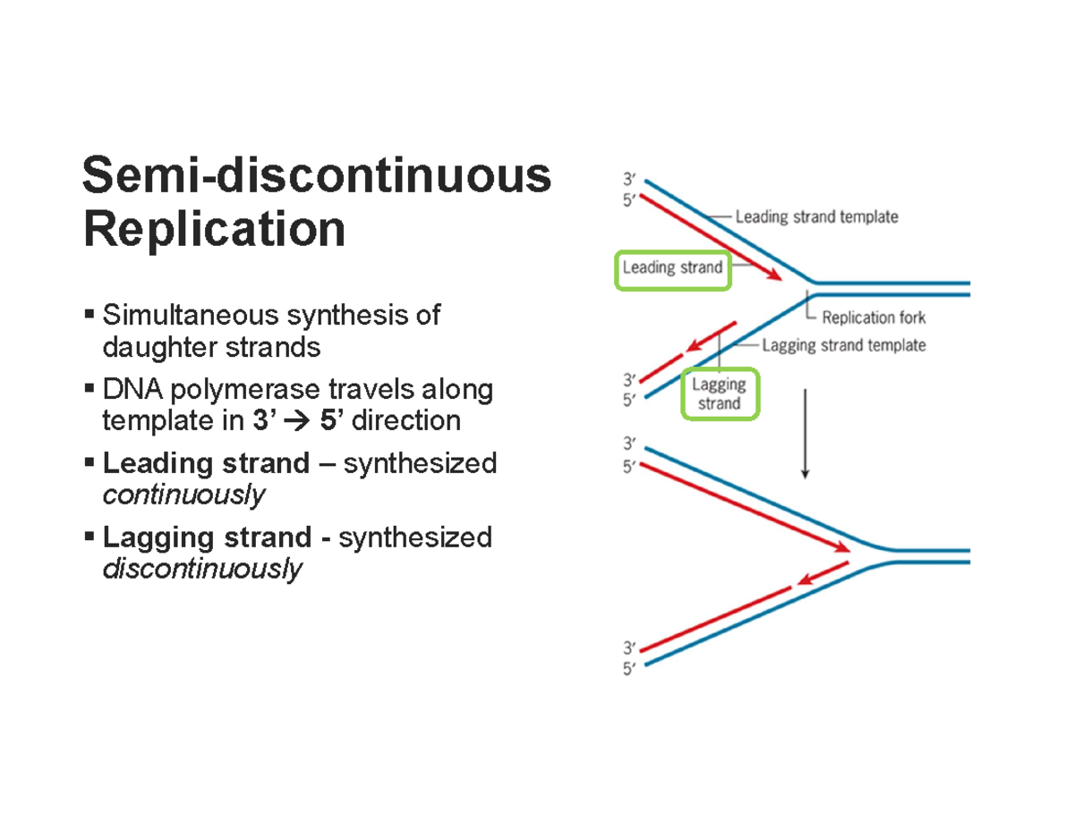Lecture 19 Control of Gene Expression 1 BMSC 220 - Semi-discontinuous ...
