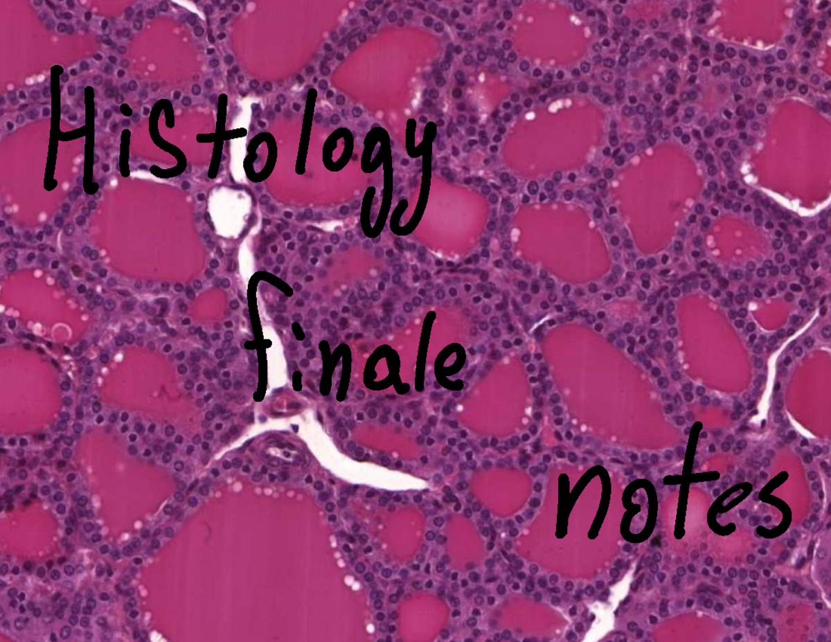 Histology Final Exam Notes: Salivary Glands & Related Structures - Studocu