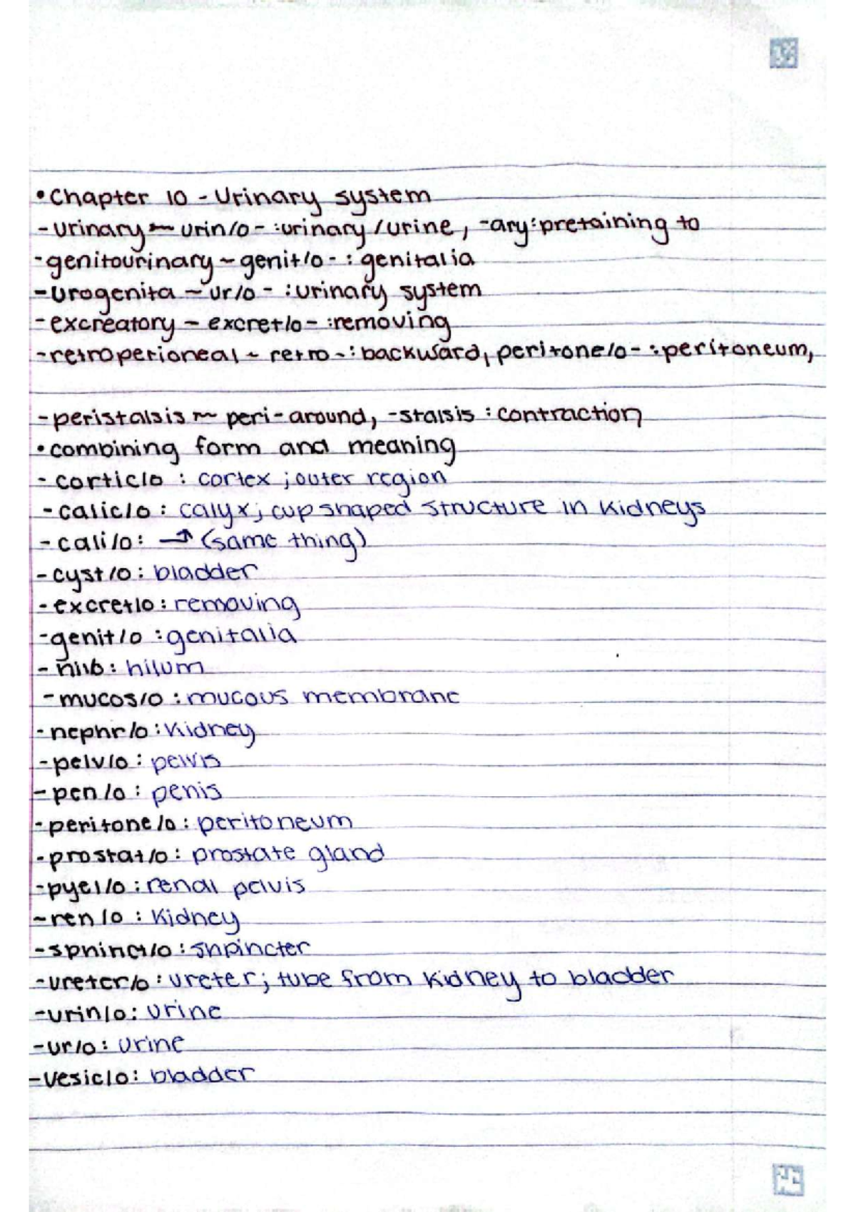 Course 101: Chapter 10 - Urinary System Overview and Key Terms - Studocu