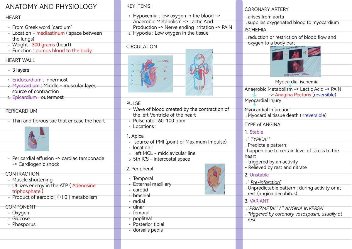 ANATOMY & PHYSIOLOGY: CORONARY ARTERY & HEART KEY ITEMS - Studocu