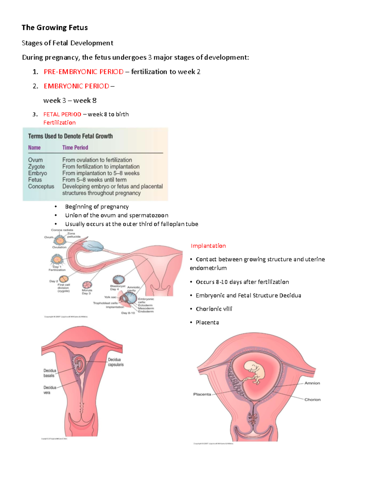 The Growing Fetus: Stages of Development - LECTURE NOTES - Studocu