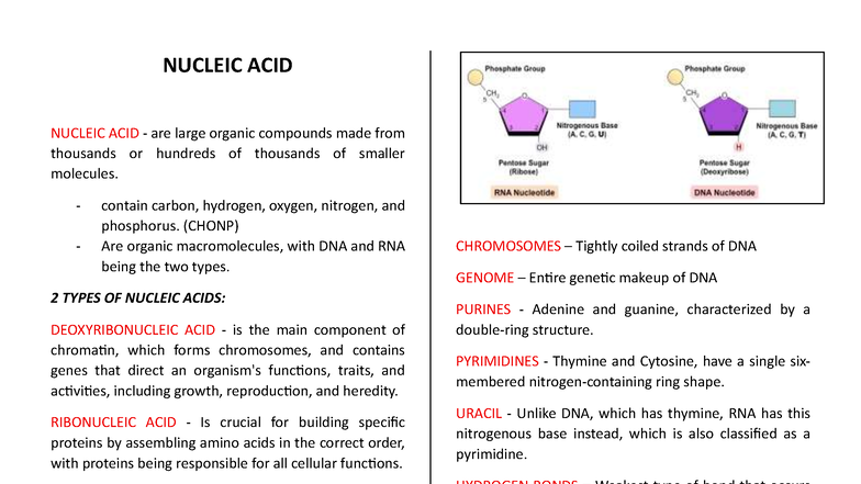 Genetics 2 - NUCLEIC ACIDS Overview and Key Concepts (BIO 212) - Studocu