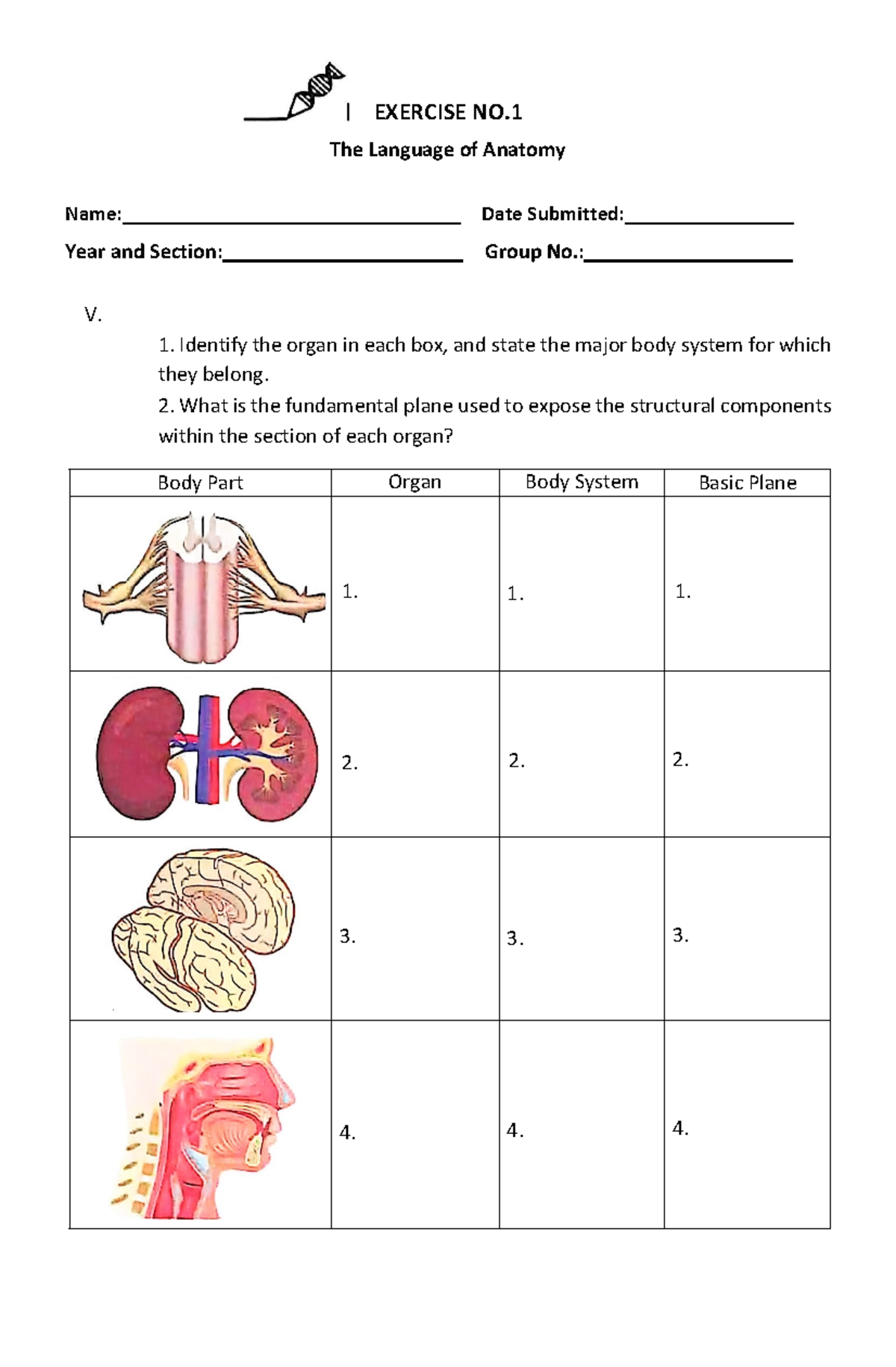 EXERCISE NO.1: Anatomy Language & Body Systems Overview - Studocu