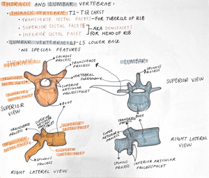 Document 8 - blood vessels textbook notes - Blood Vessels BV Vall ...