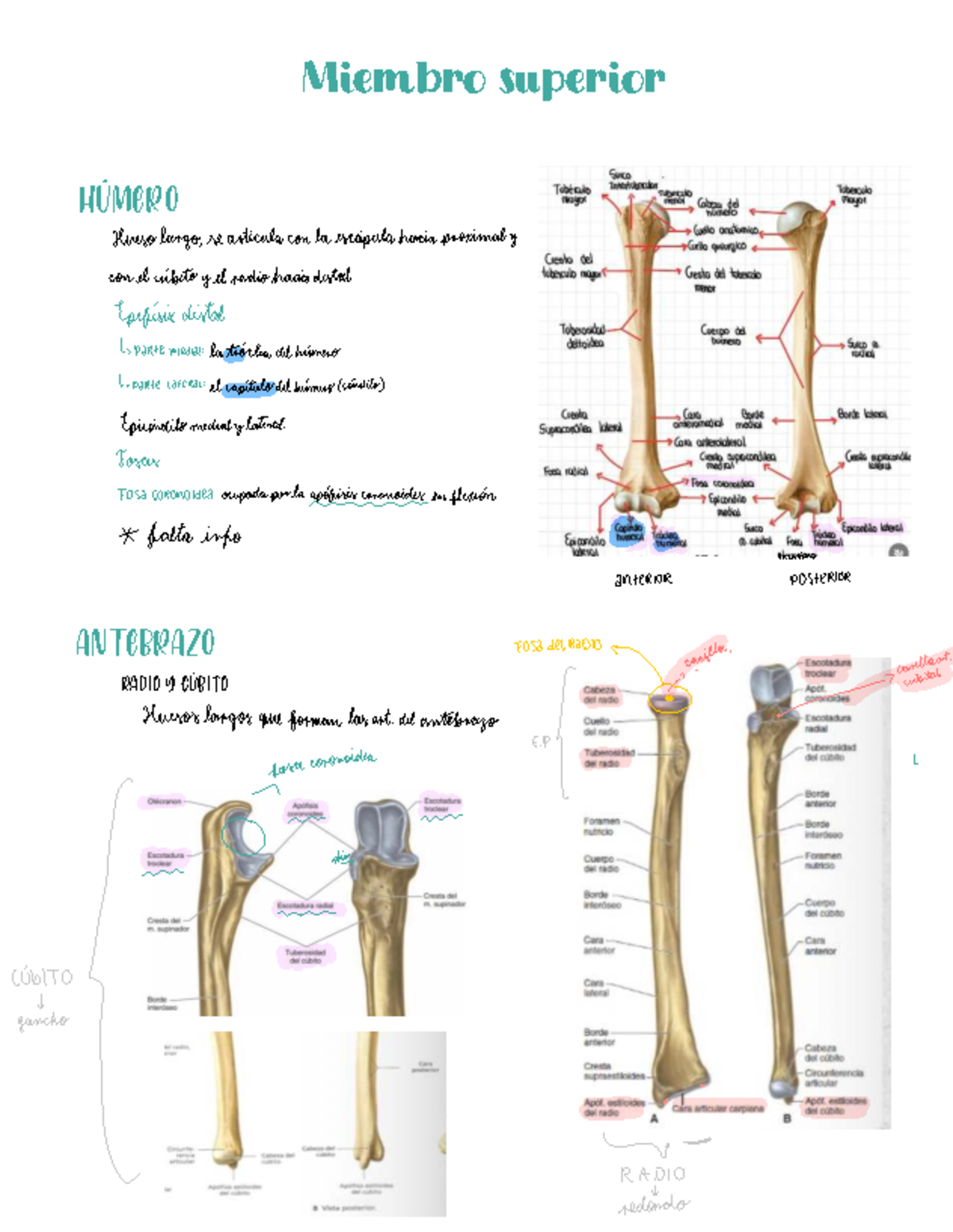 Huesos del Miembro Superior: Anatomía y Articulaciones (ANAT 101) - Studocu