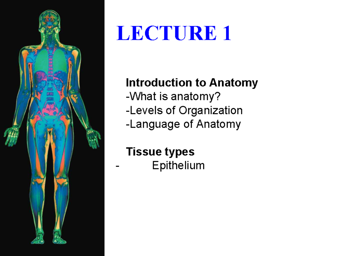 LECTURE 1: Anatomy & Physiology Overview - Tissue Types & Organization ...