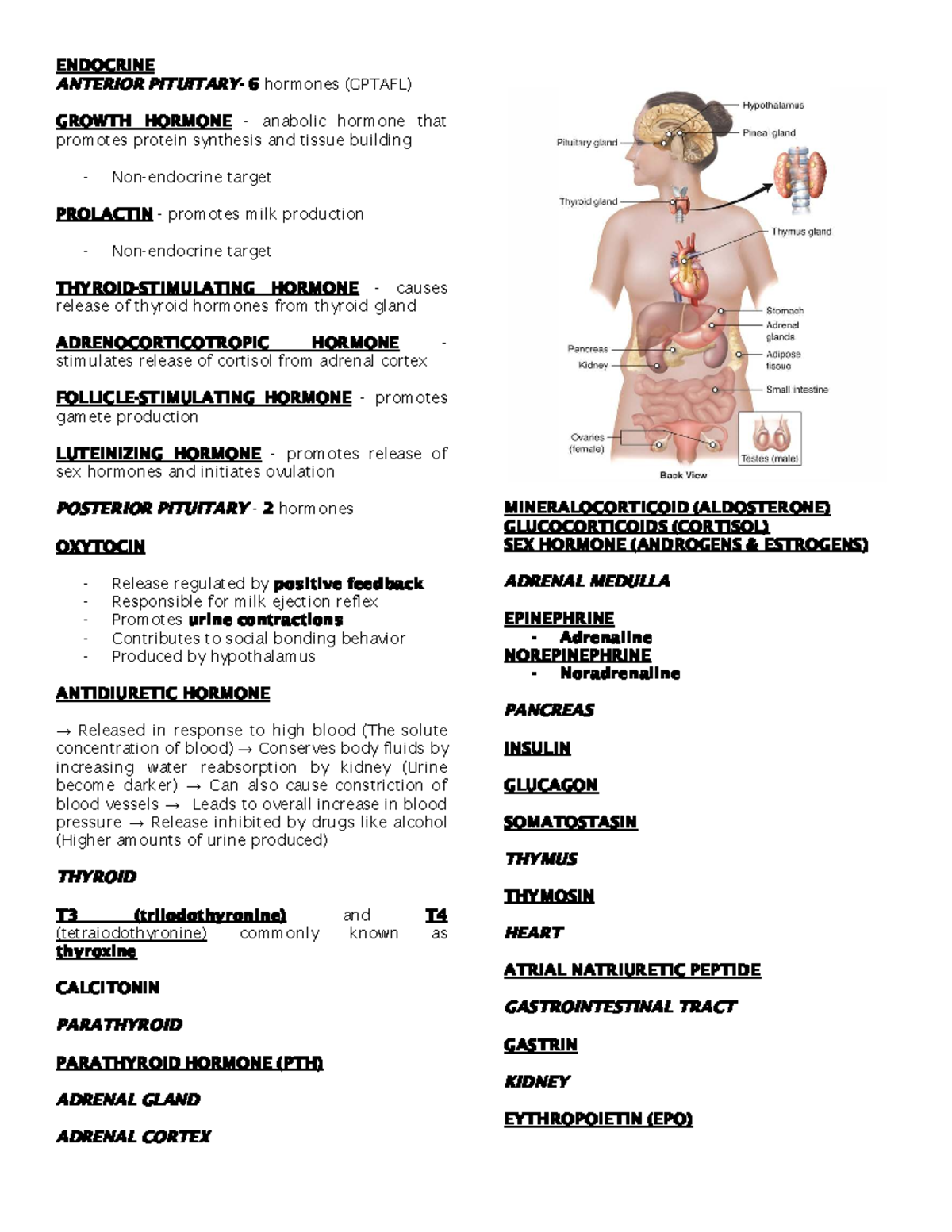 ENDOCRINE SYSTEM HORMONES REVISION NOTES (GPTAFL) - Studocu
