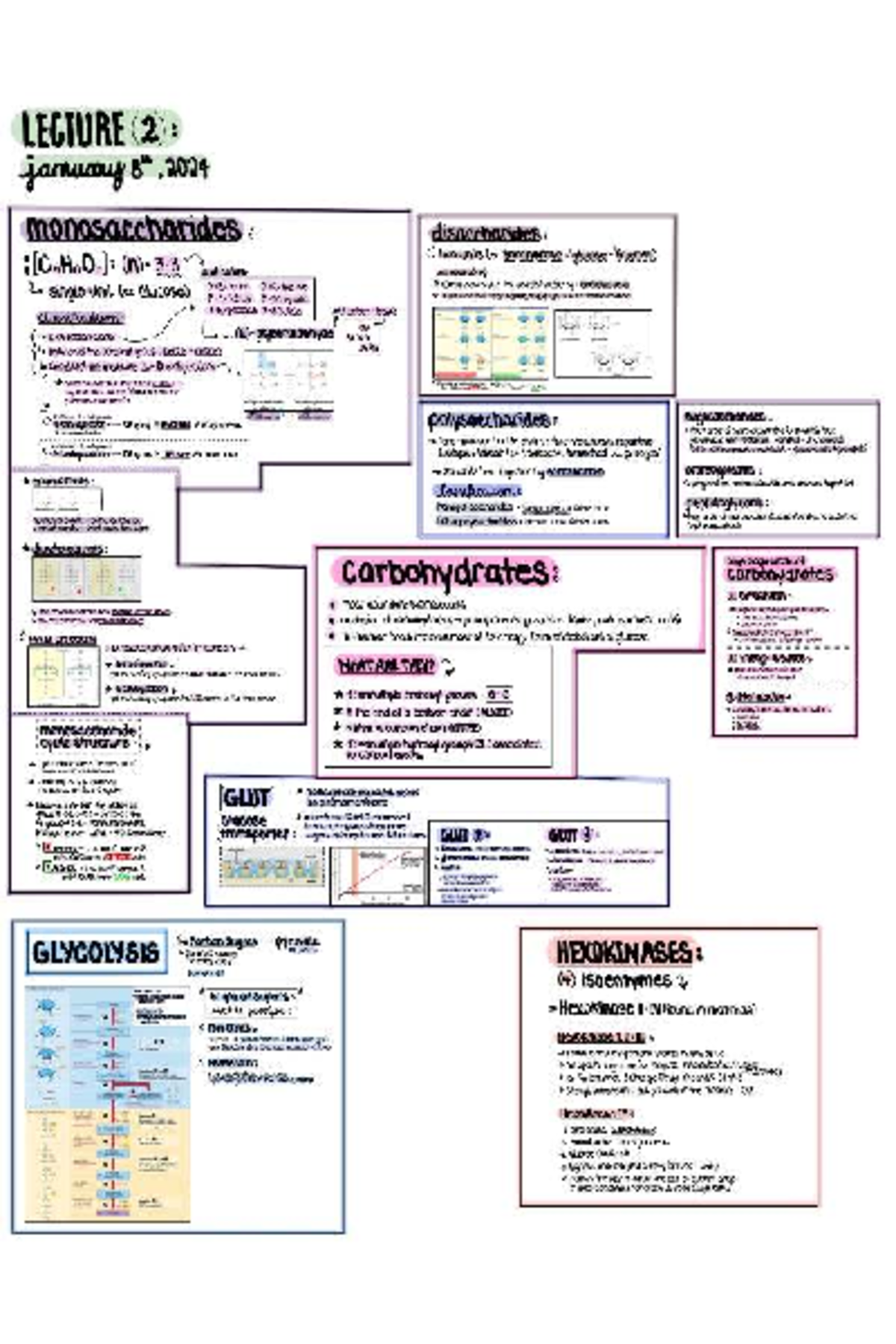 BCH3120 Final Exam Notes: Carbohydrates, Glycolysis, and Lipid ...