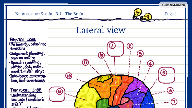 Neuroscience Study Notes: Section 3.1 - The Brain Overview - Studocu