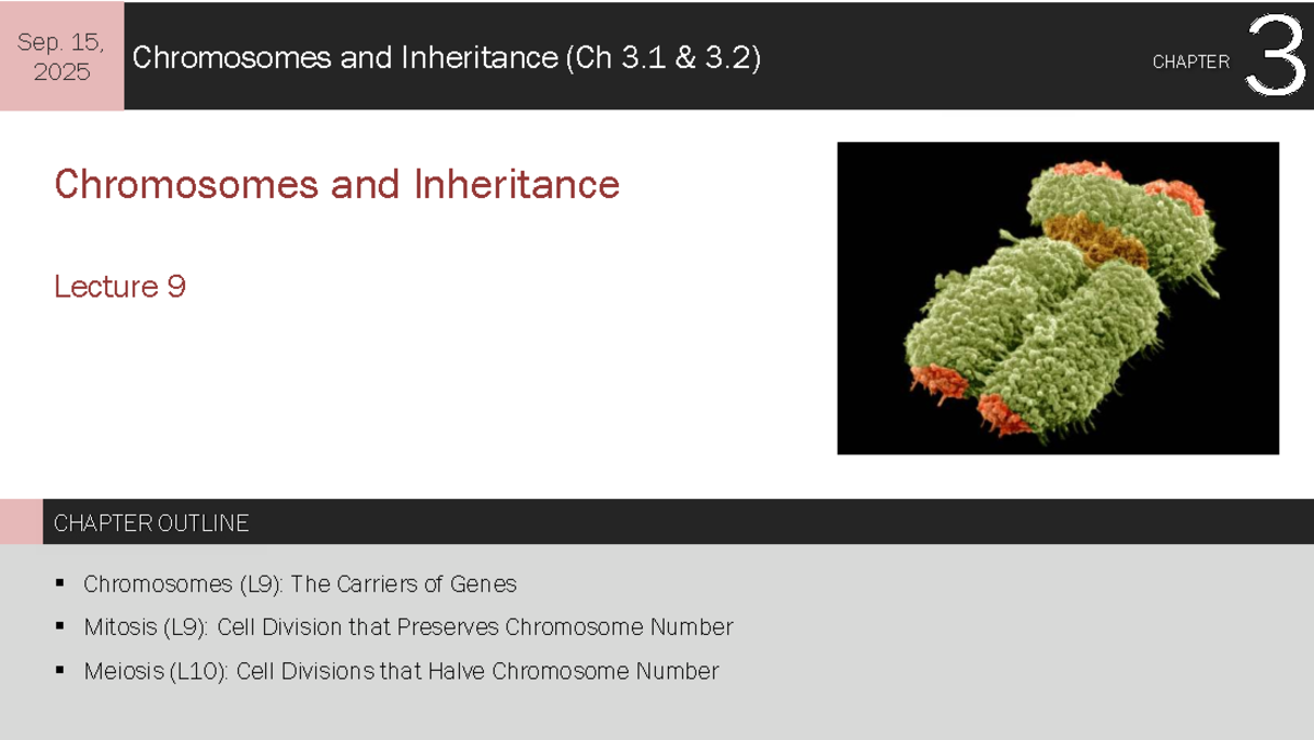 Biology 101 Lecture Notes: Chromosomes & Inheritance (Ch 3.1-3.2) - Studocu