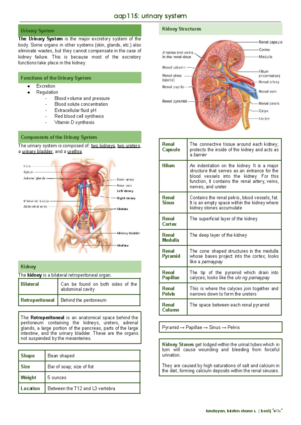 AAP115: Urinary System Structures and Functions - Final Exam Notes ...