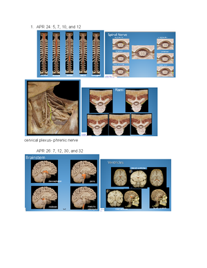 Muscle groups and compartments - Studocu