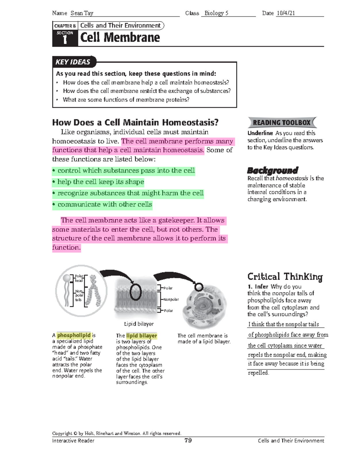 BIO 101 Intermediate Packet 1: Cell Membrane & Homeostasis Insights ...