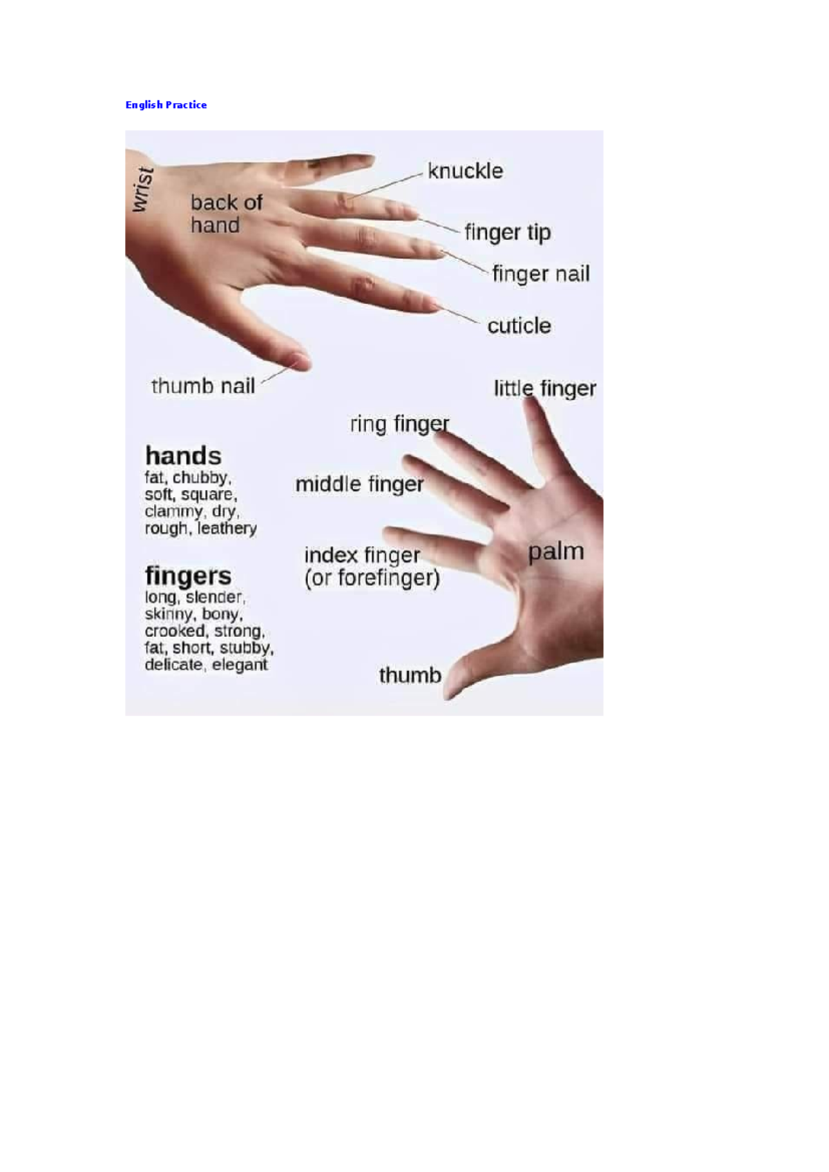 English Vocabulary: Body Parts - Knuckles, Fingers, and Hands - Studocu
