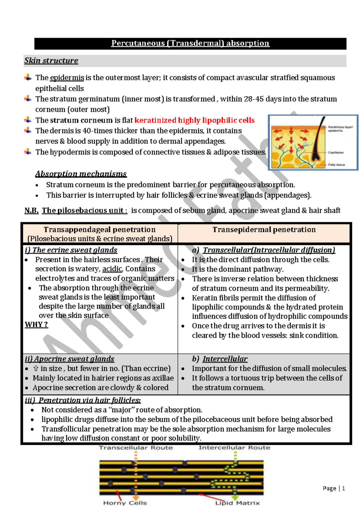 lec 4 - pharmaceutics - Percutaneous (Transdermal) absorption Skin ...