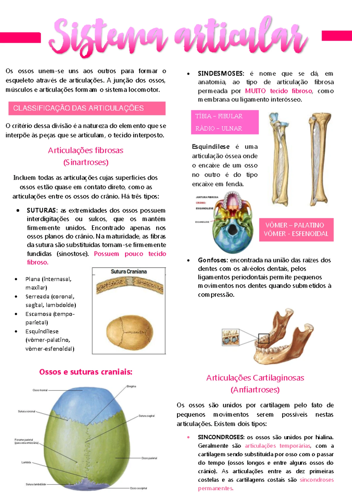 Resumo do Sistema Articular - Anatomia Humana (SIST 101) - Studocu
