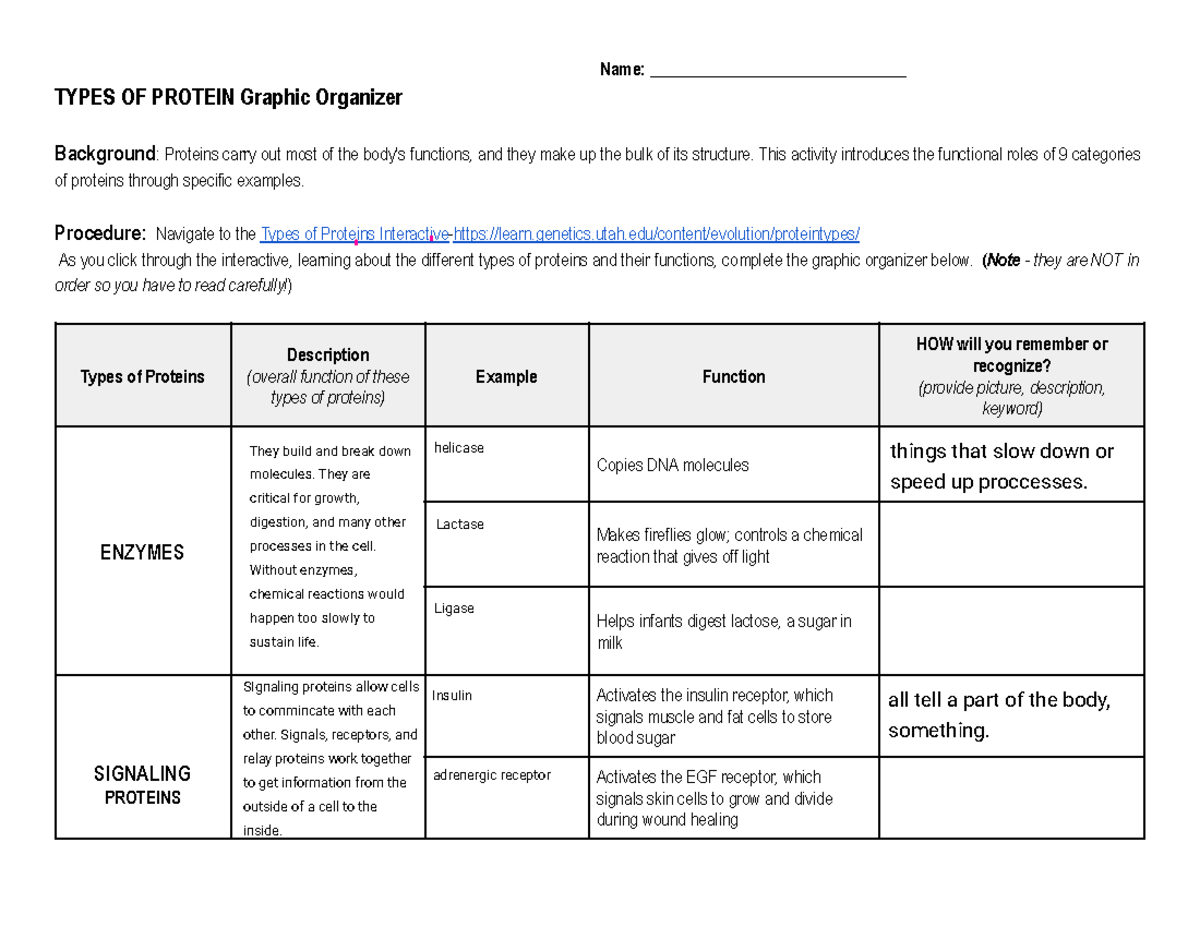 Kami Export - Jonathon Lopez - Types Of Proteins Graphic Organizer-1 ...