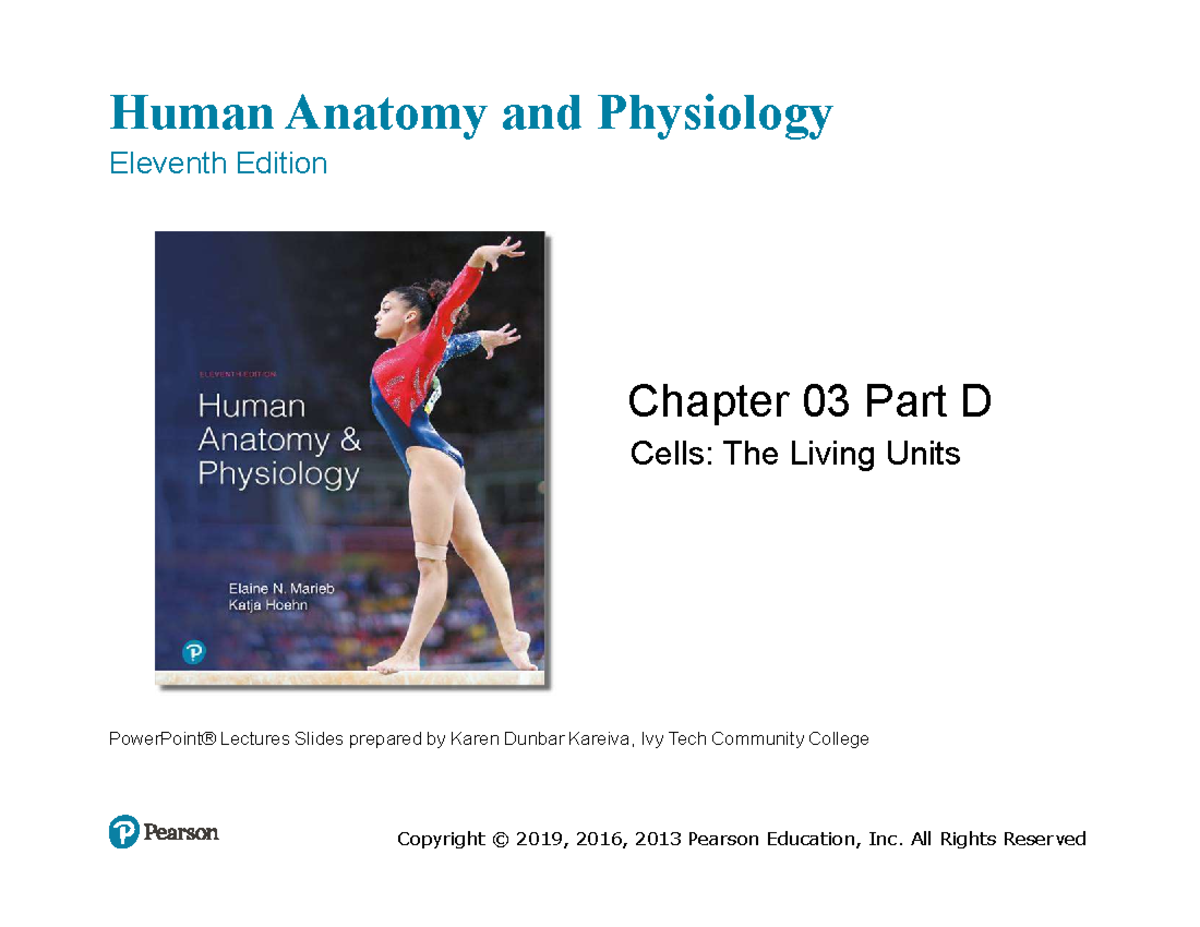 Human Anatomy and Physiology (BIOL 201) - Chapter 03: Cell Cycle ...