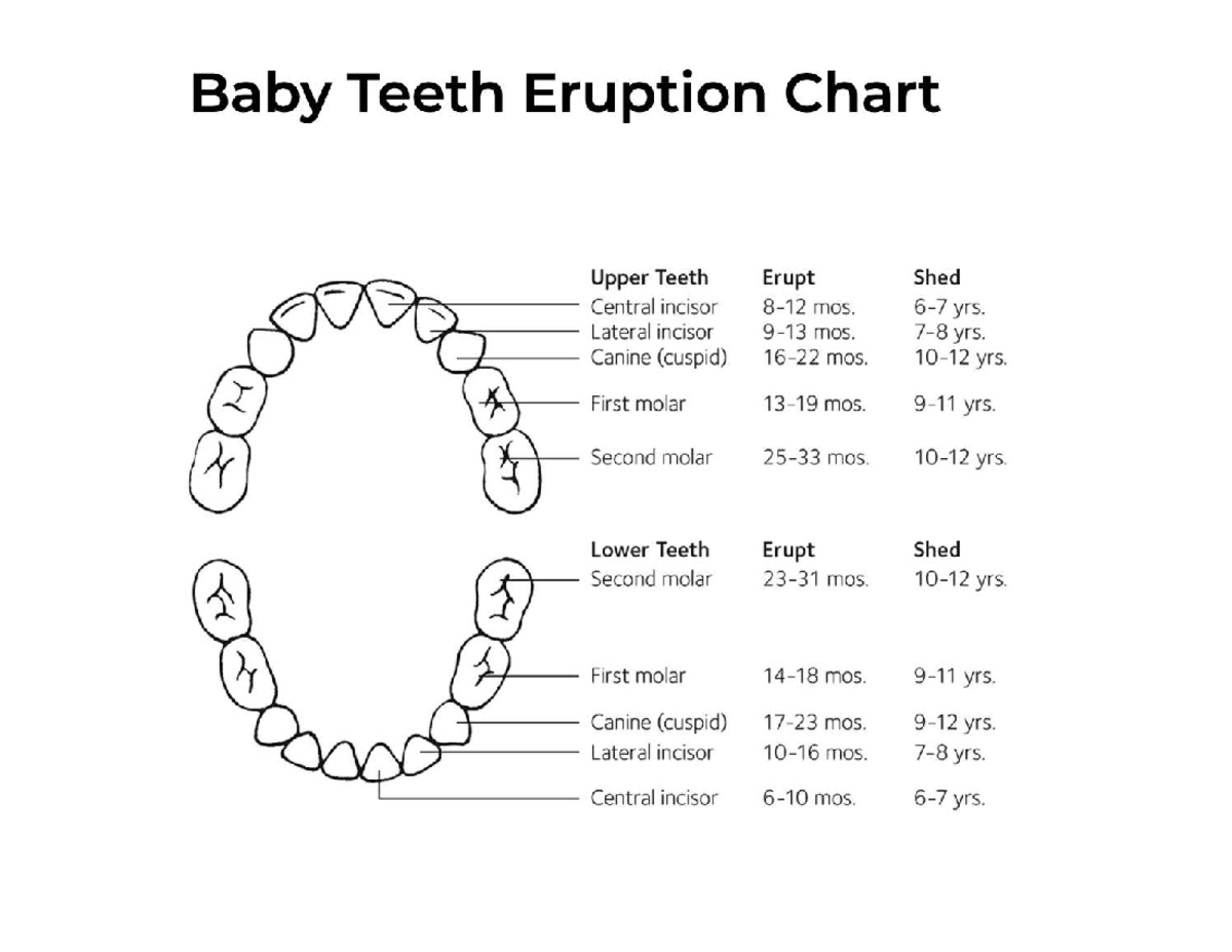 Tooth Eruption Chart: Upper & Lower Teeth Eruption Timeline - Studocu