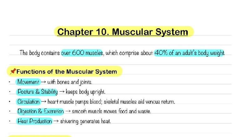 Muscular System Overview - Class Notes (BIO 101) - Studocu