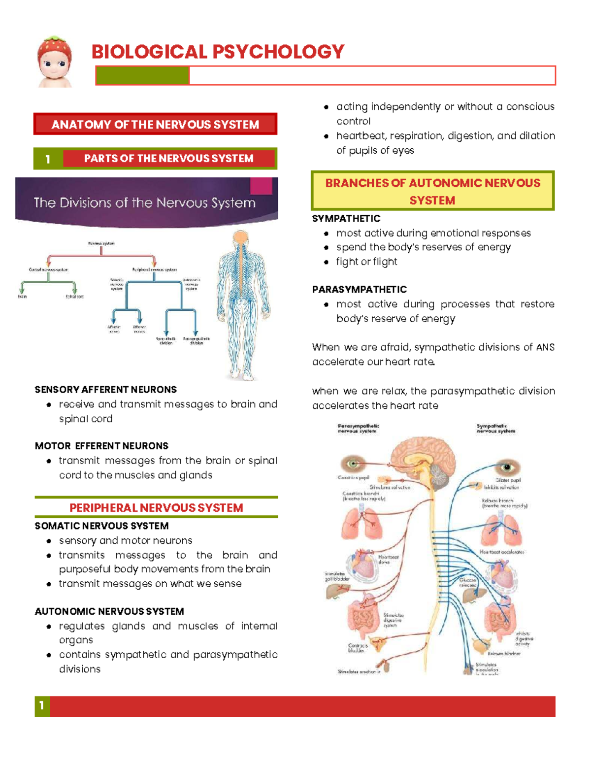 BIO 101: Anatomy of the Nervous System - Key Concepts and Functions ...