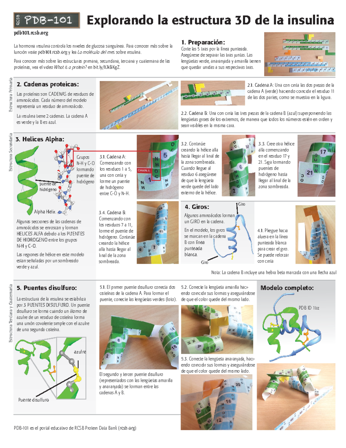 Exploración de la Estructura 3D de la Insulina y su Función - Studocu