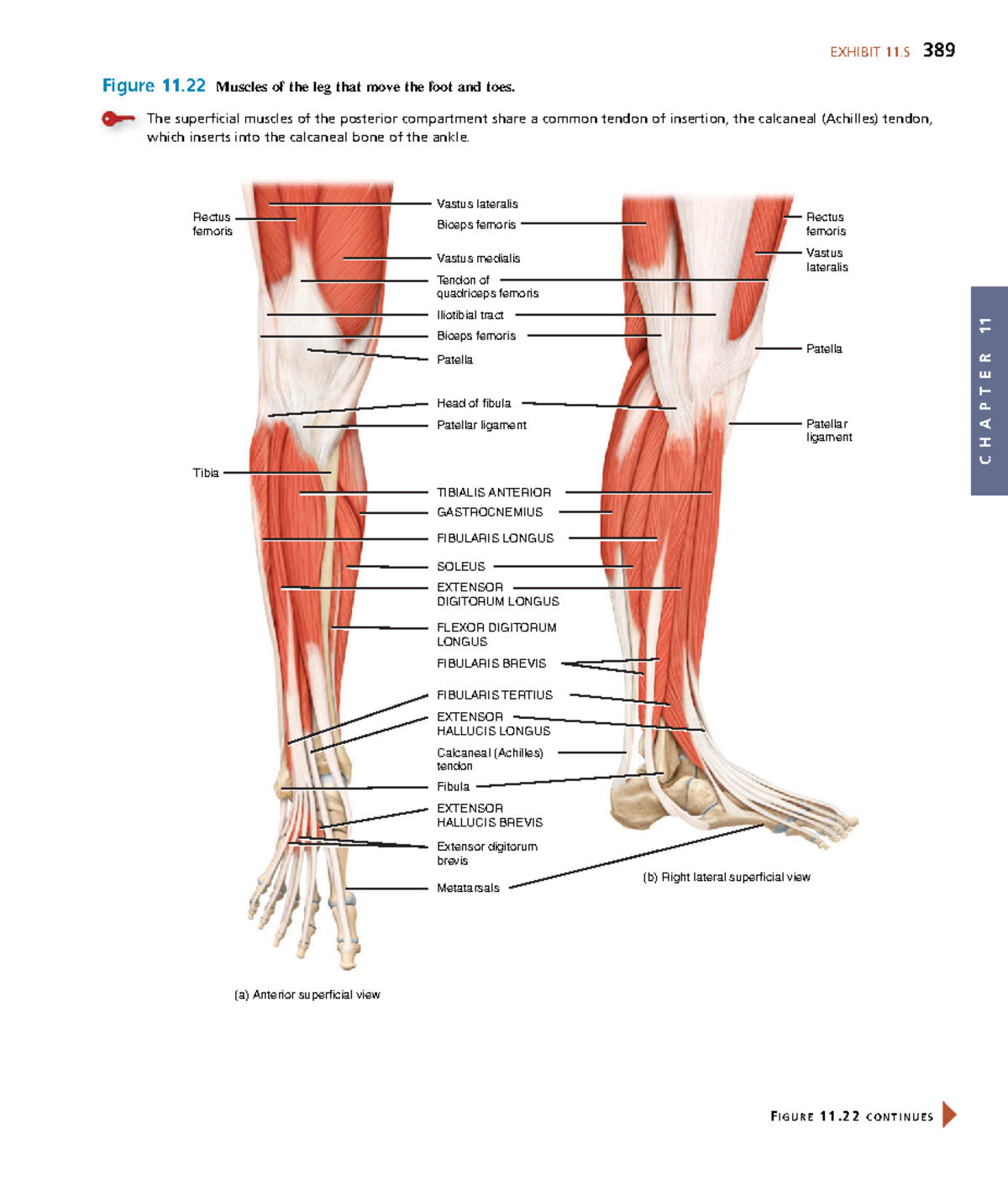 Anatomyand Physiology-141 - C H A P T E R 11 EXHIBIT 11 389 Figure 11 ...