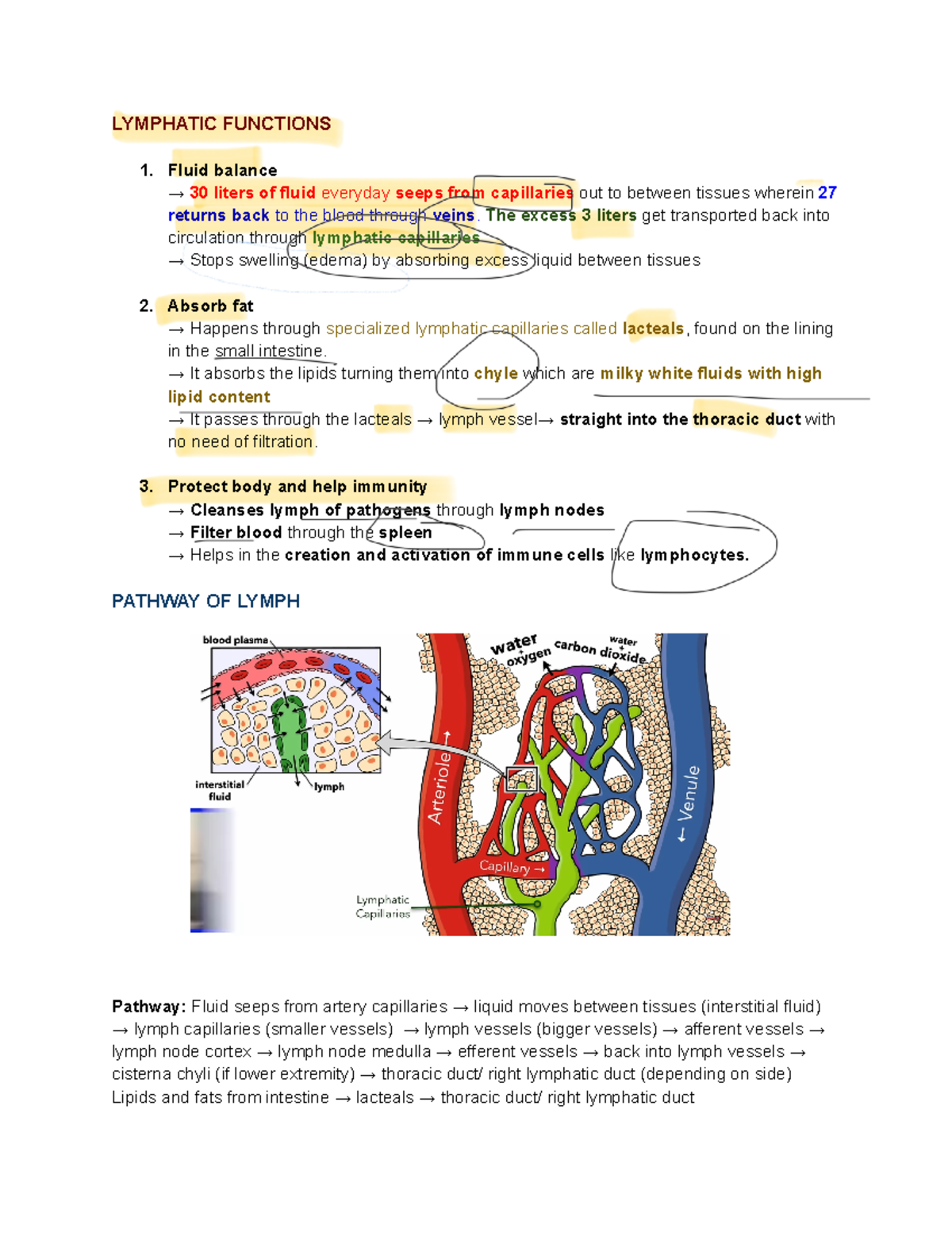 Lymphatic System & Immunity: Comprehensive Study Notes for BIO 101 ...