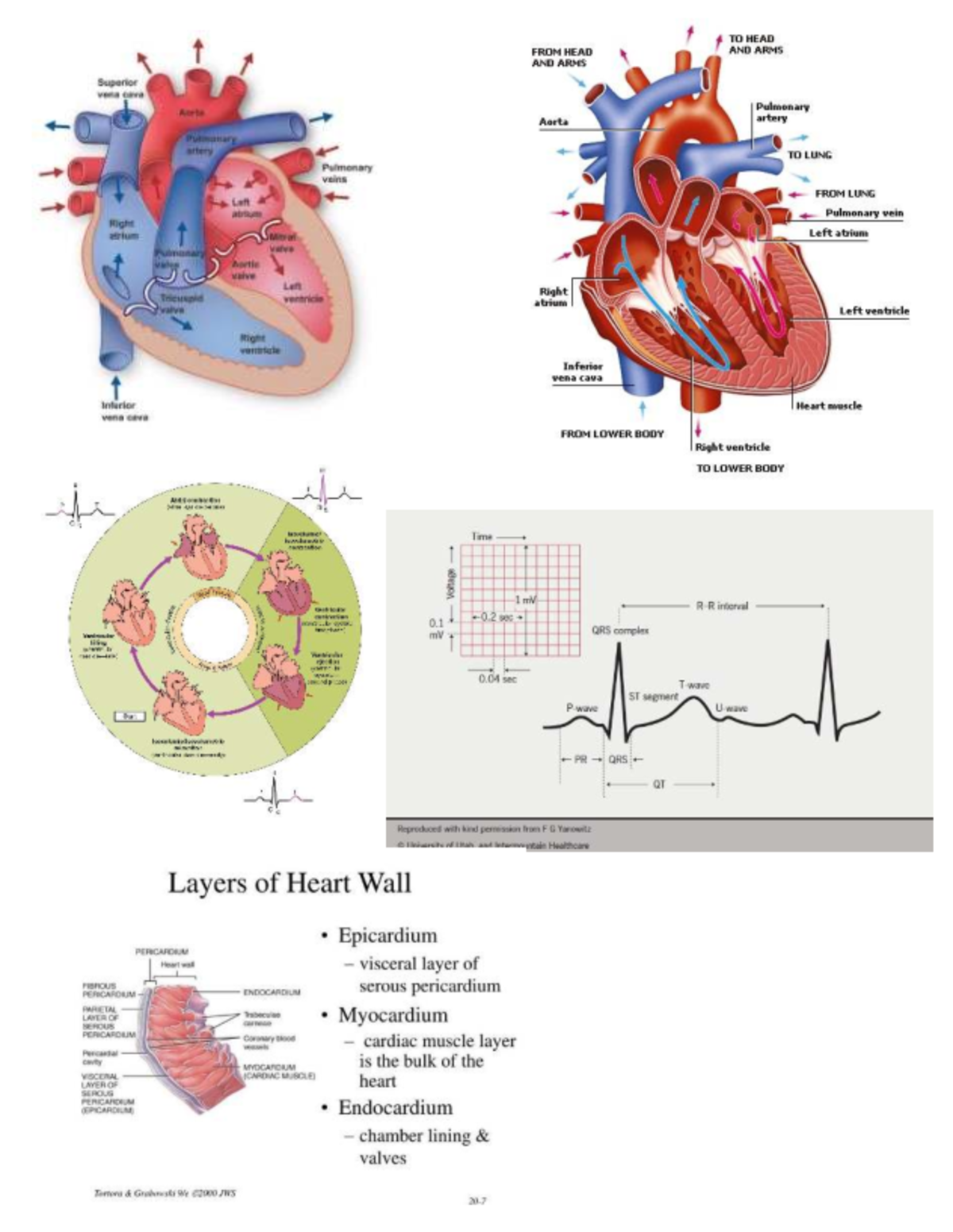 HEART ANATOMY & FUNCTION: A STUDY OF CARDIAC STRUCTURES - Studocu