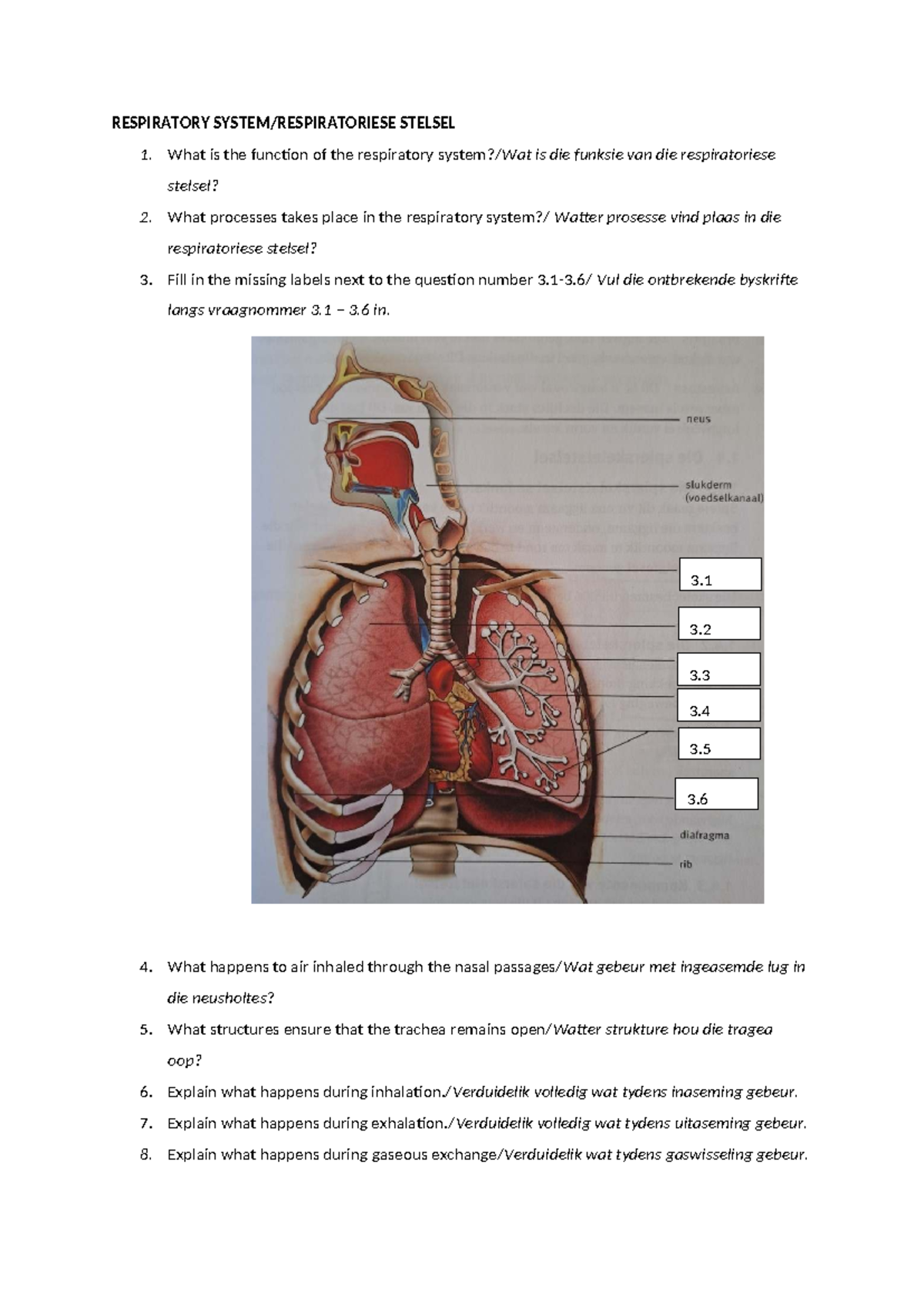 RESPIRATORY SYSTEM: FUNCTIONS & PROCESSES OVERVIEW - Studocu