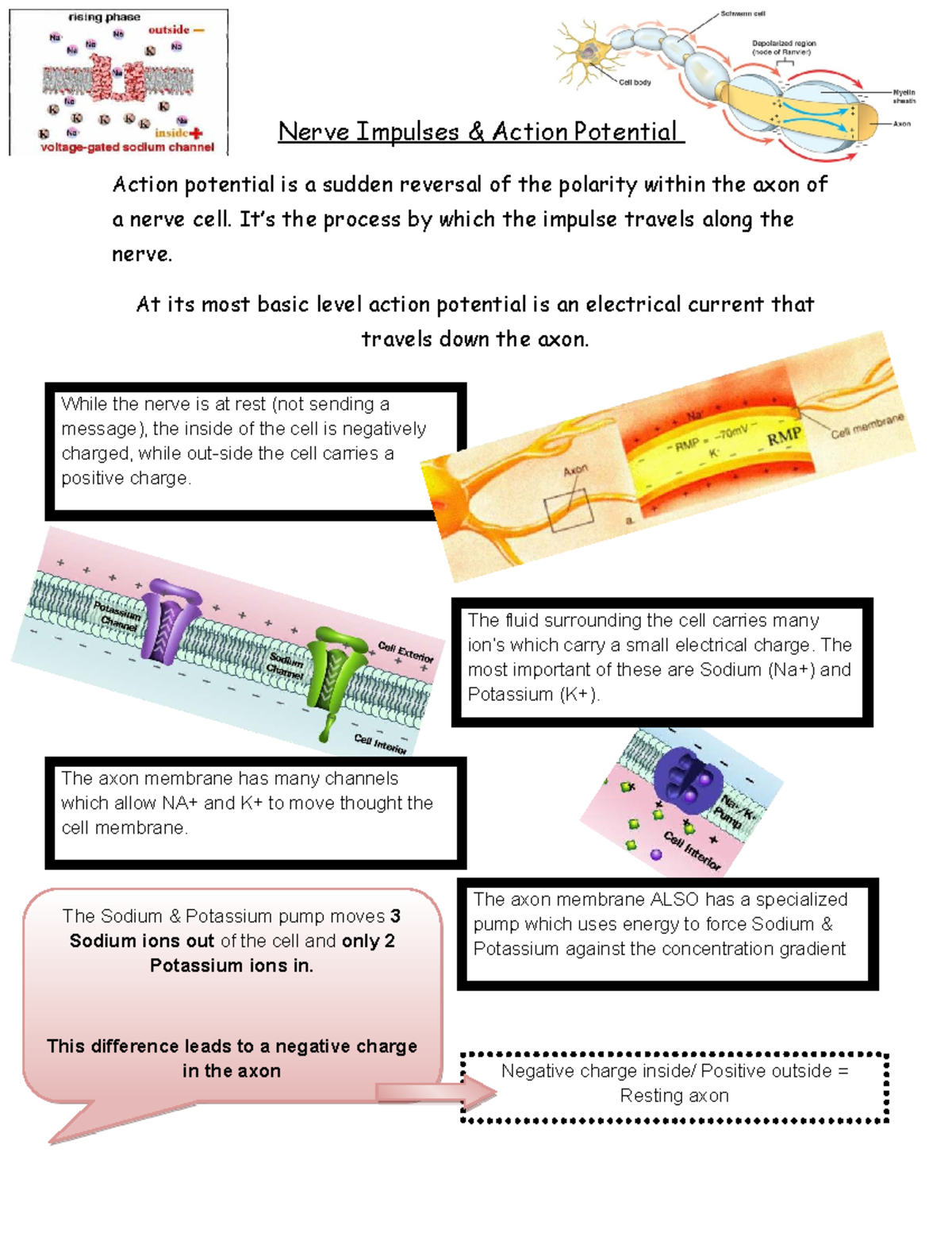 Action Potential Overview: Nerve Impulses Explained - Studocu