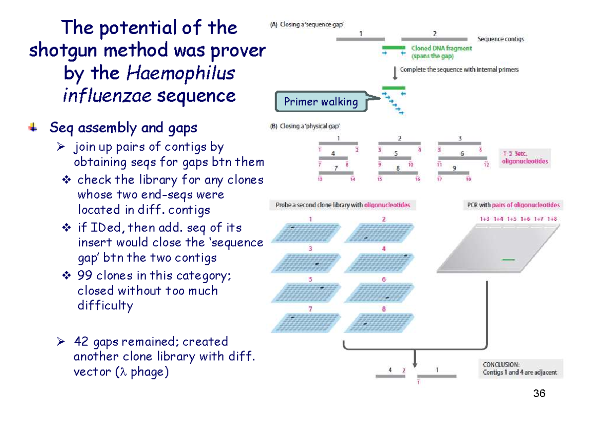 Ch04 - Lecture 06: Shotgun Sequencing and Genome Assembly Techniques ...
