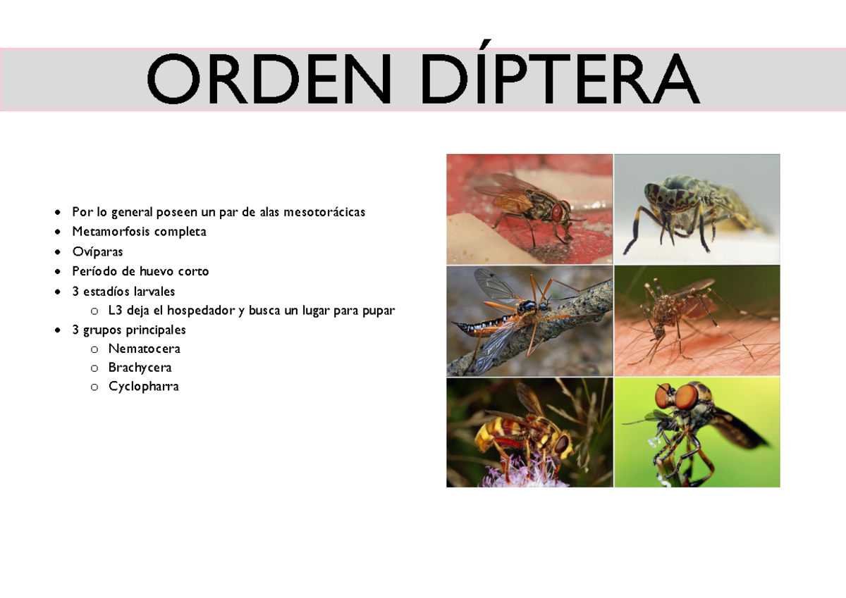 Orden díptera, parasitología - ORDEN DÍPTERA Por lo general poseen un ...