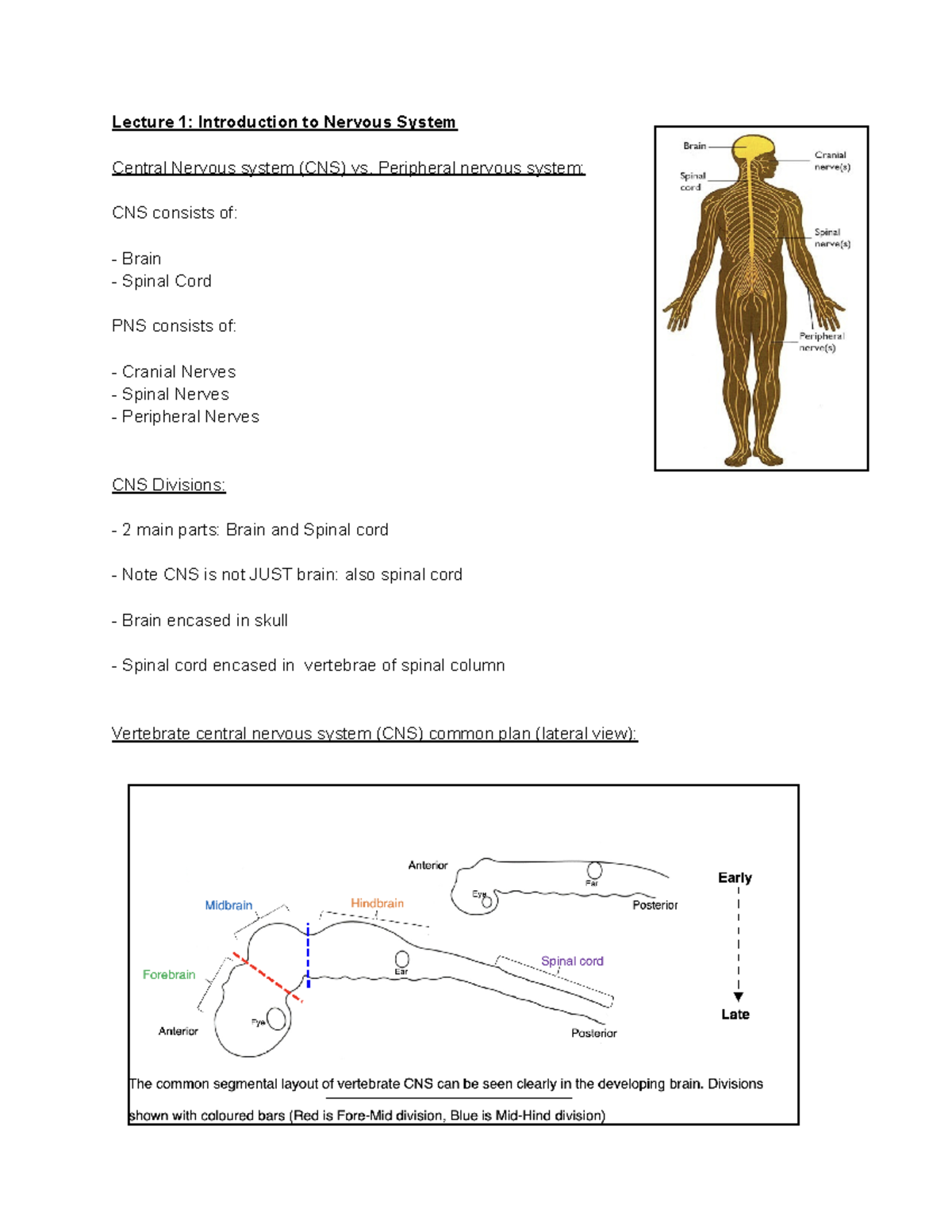 Lecture 1 Introduction to Nervous System - Lecture 1: Introduction to ...