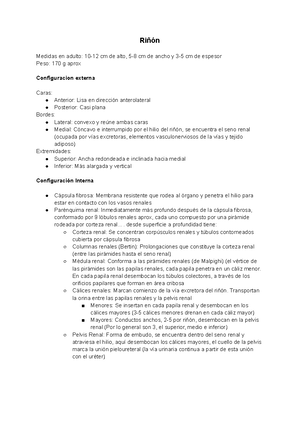 [Solved] Apfisis Unciforme funcion y relacion - Anatomia y disecciones ...