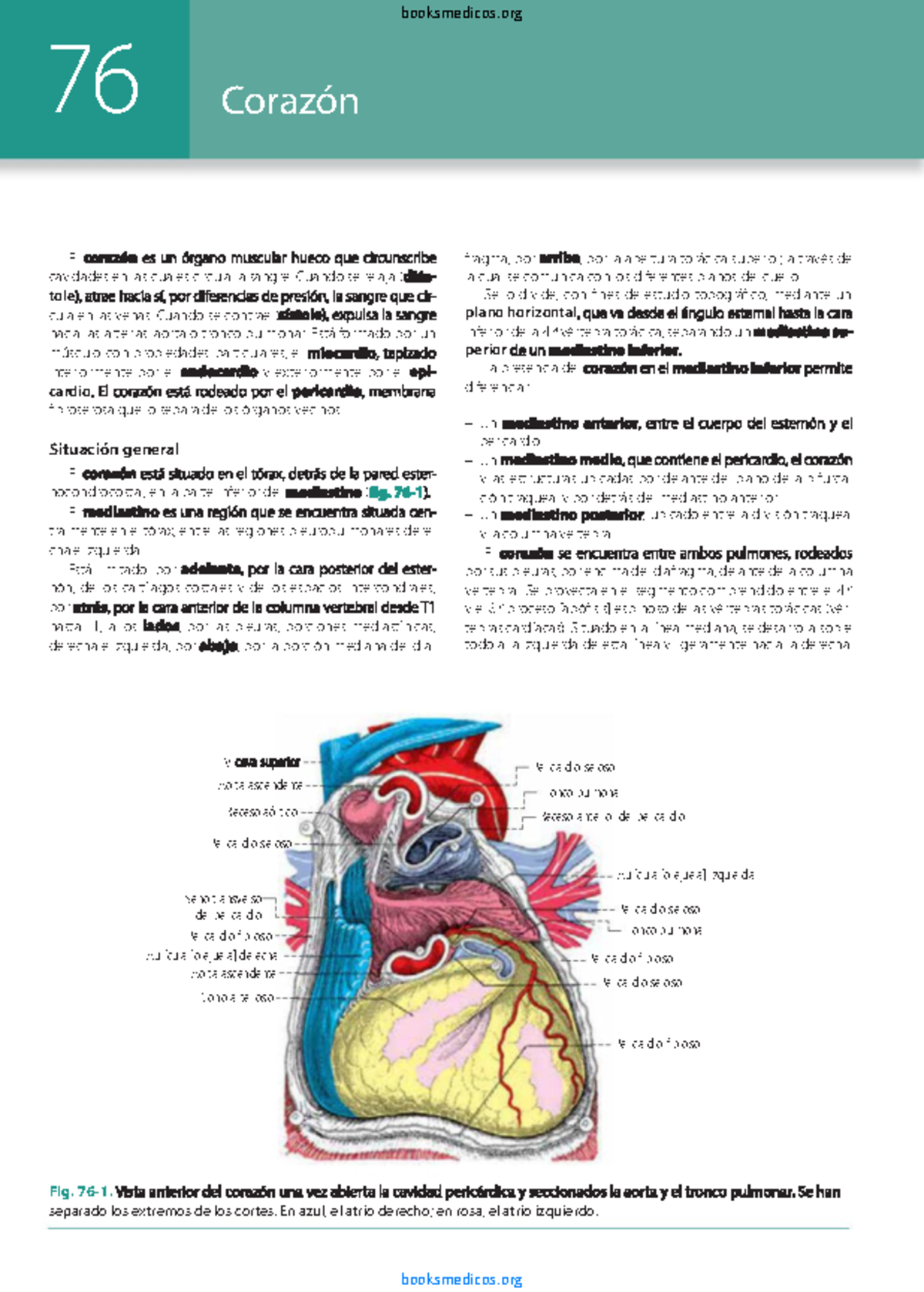 Anatomía Comparada Del Corazón