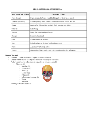 [Solved] A shallow groove on the surface of the cerebral cortex is ...