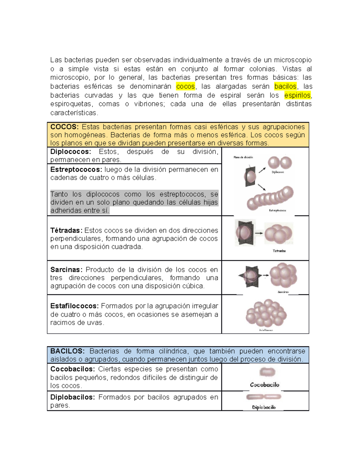 Morfología Bacteriana: Clasificación de Cocos, Bacilos y Espirilos ...