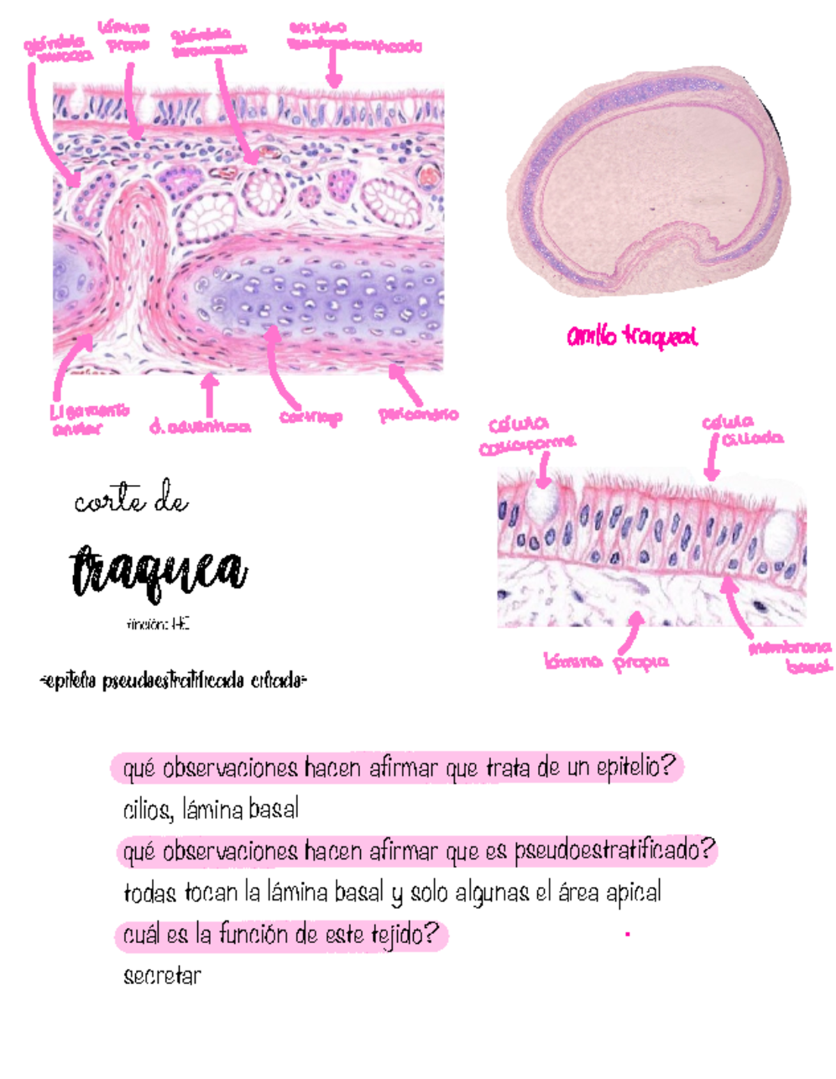 Pcompetencias histo - corte de traquea tinción: HE (epitelio ...