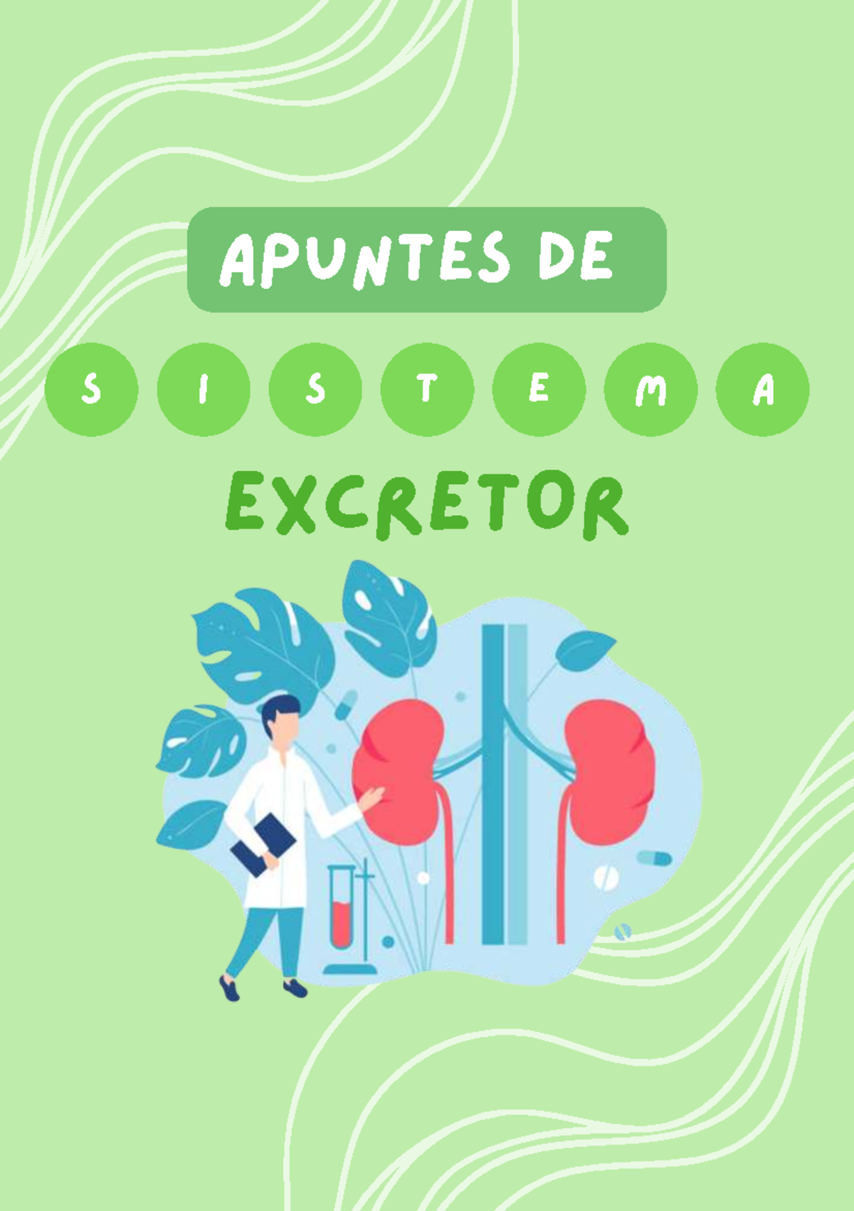 Apuntes de Anatomía y Función del Sistema Excretor - Preparcial - Studocu
