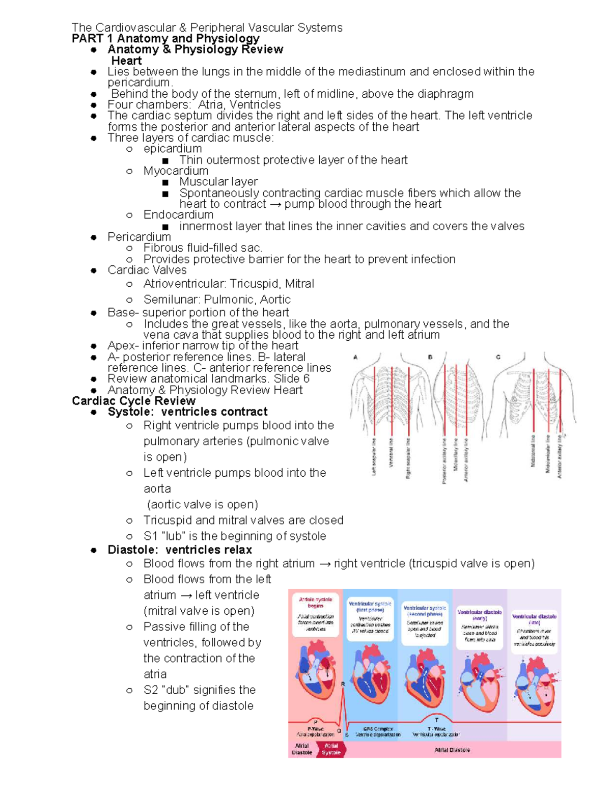 The Cardiovascular & Peripheral Vascular Systems: Anatomy & Physiology ...