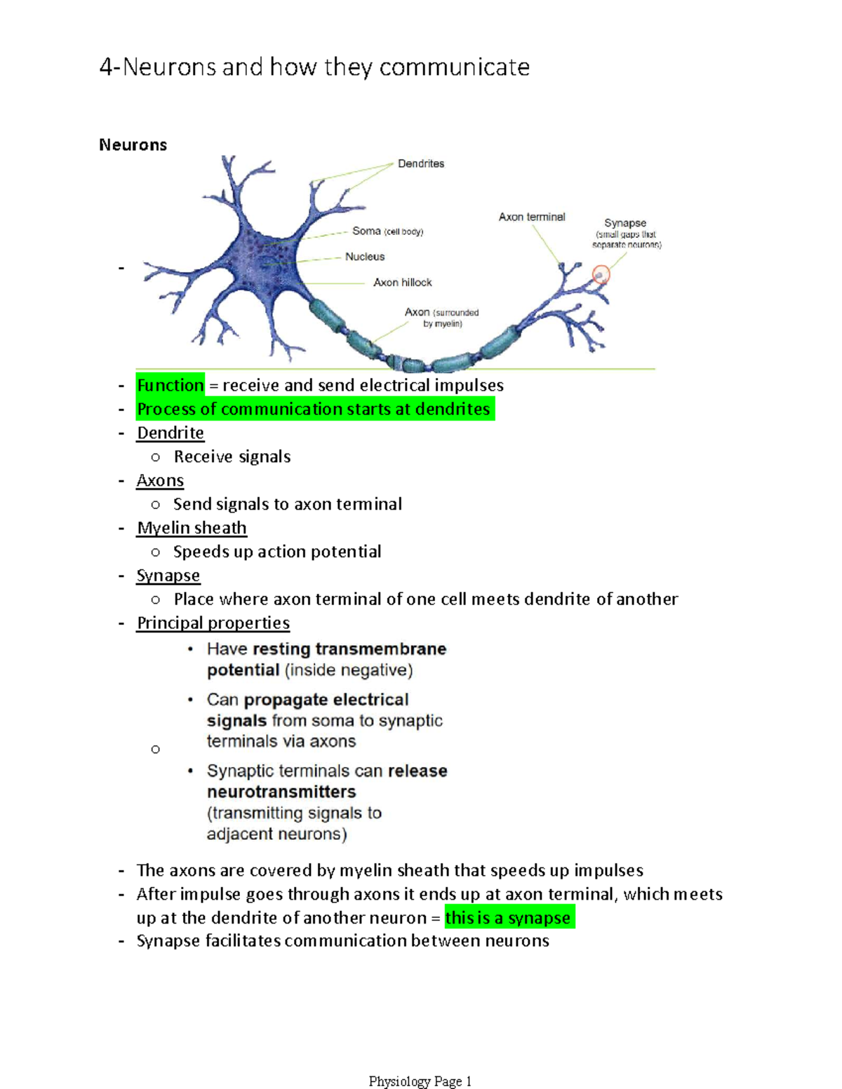 Neurons (BIO101): Communication, Action Potentials, and Synapses - Studocu