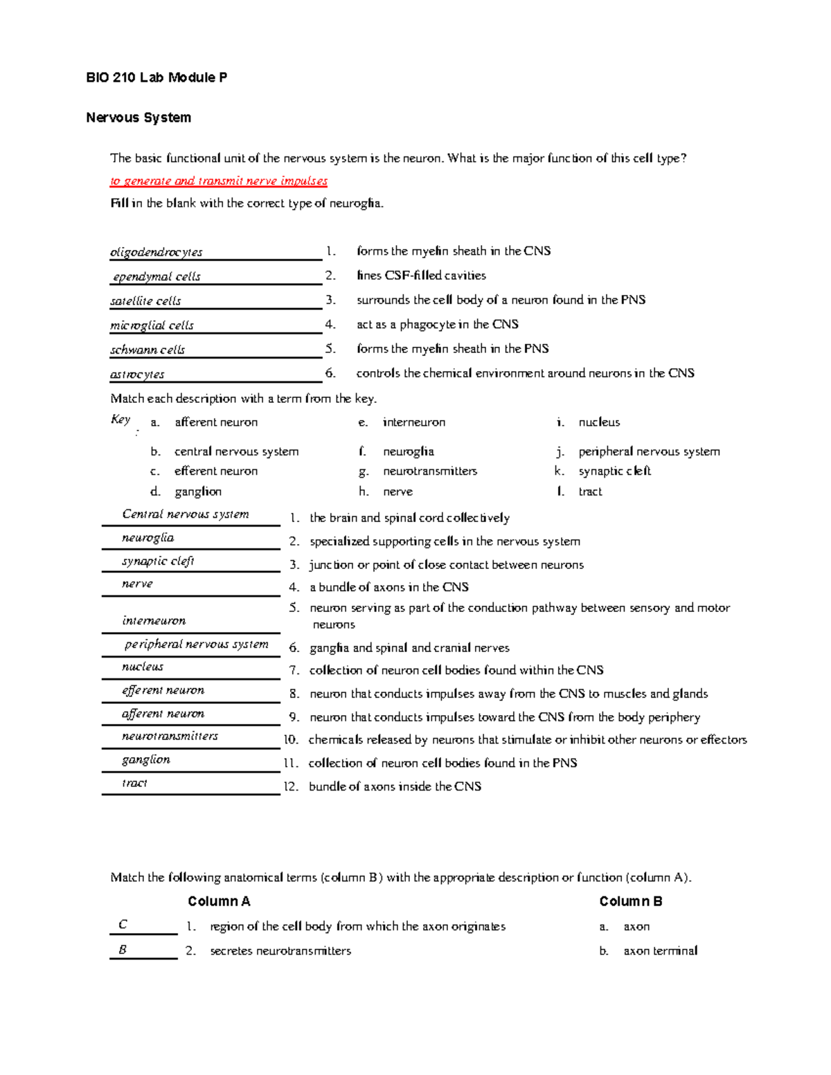 BIO 210 Lab 21: Nervous System Overview and Neuron Functions - Studocu