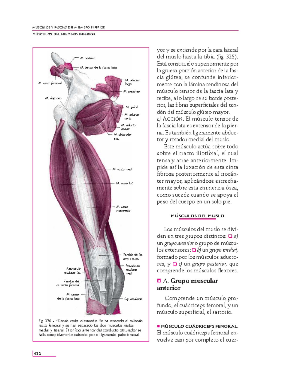Anatomía del Muslo: Músculos y Fascias del Miembro Inferior - Studocu