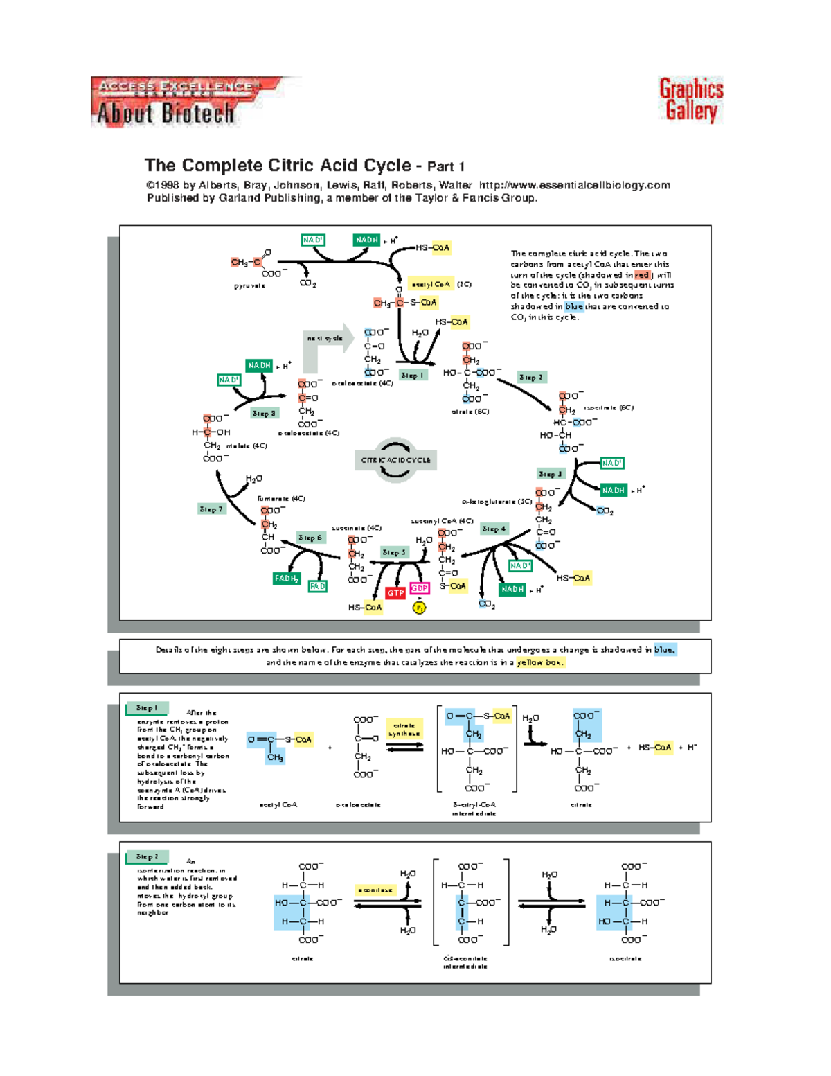 4c krebs - Kreb cycle - The Complete Citric Acid Cycle - Part 1 ©1998 ...