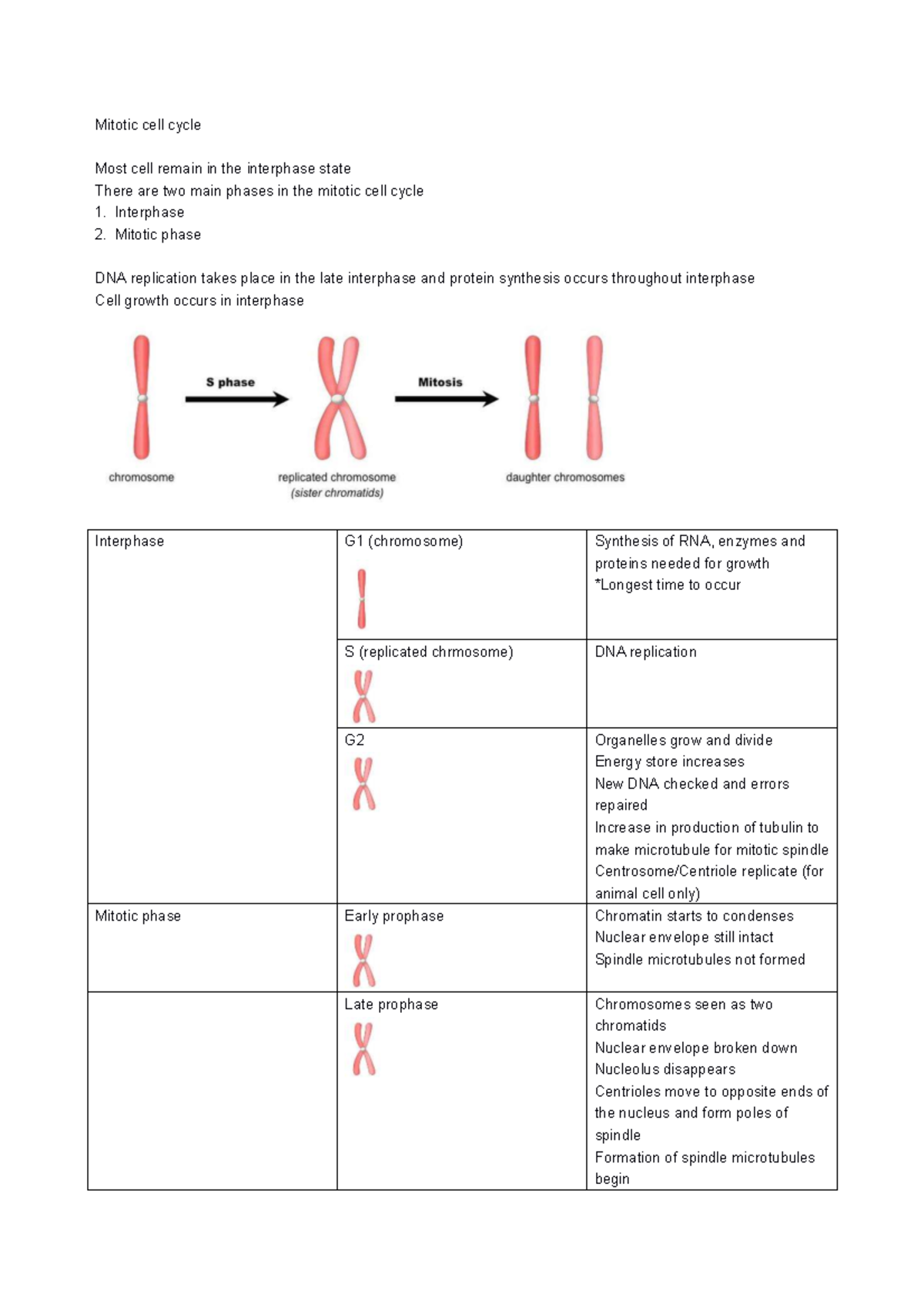 AS Level Mitotic Cycle Notes: Interphase and Mitotic Phase Explained ...