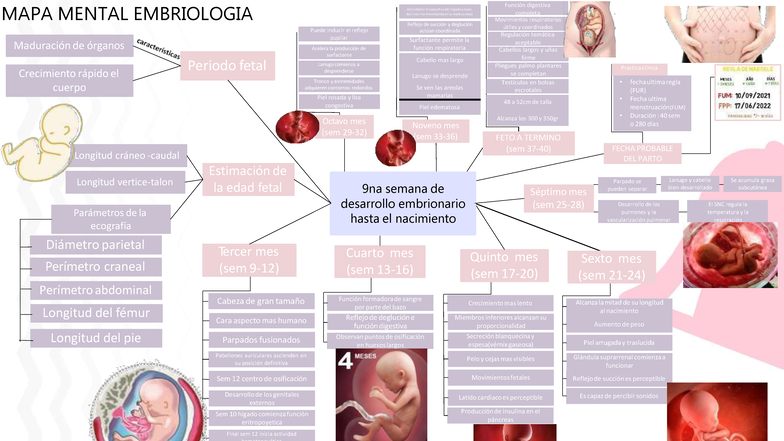 MAPA MENTAL EMBRIOLOGIA: Desarrollo Fetal Semana 9 a Nacimiento - Studocu