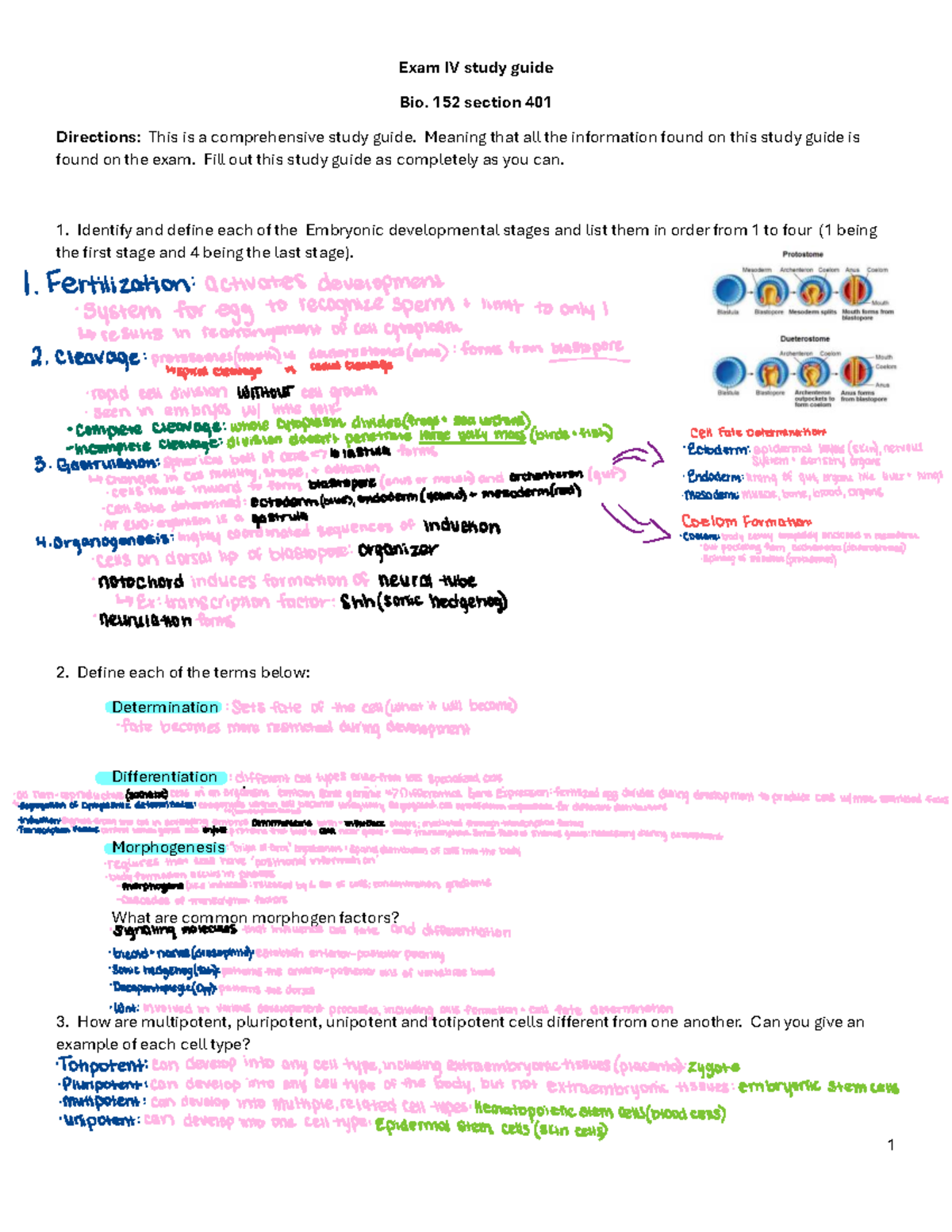 Biology 101 Final Exam Review: Respiratory Systems and Gas Exchange ...